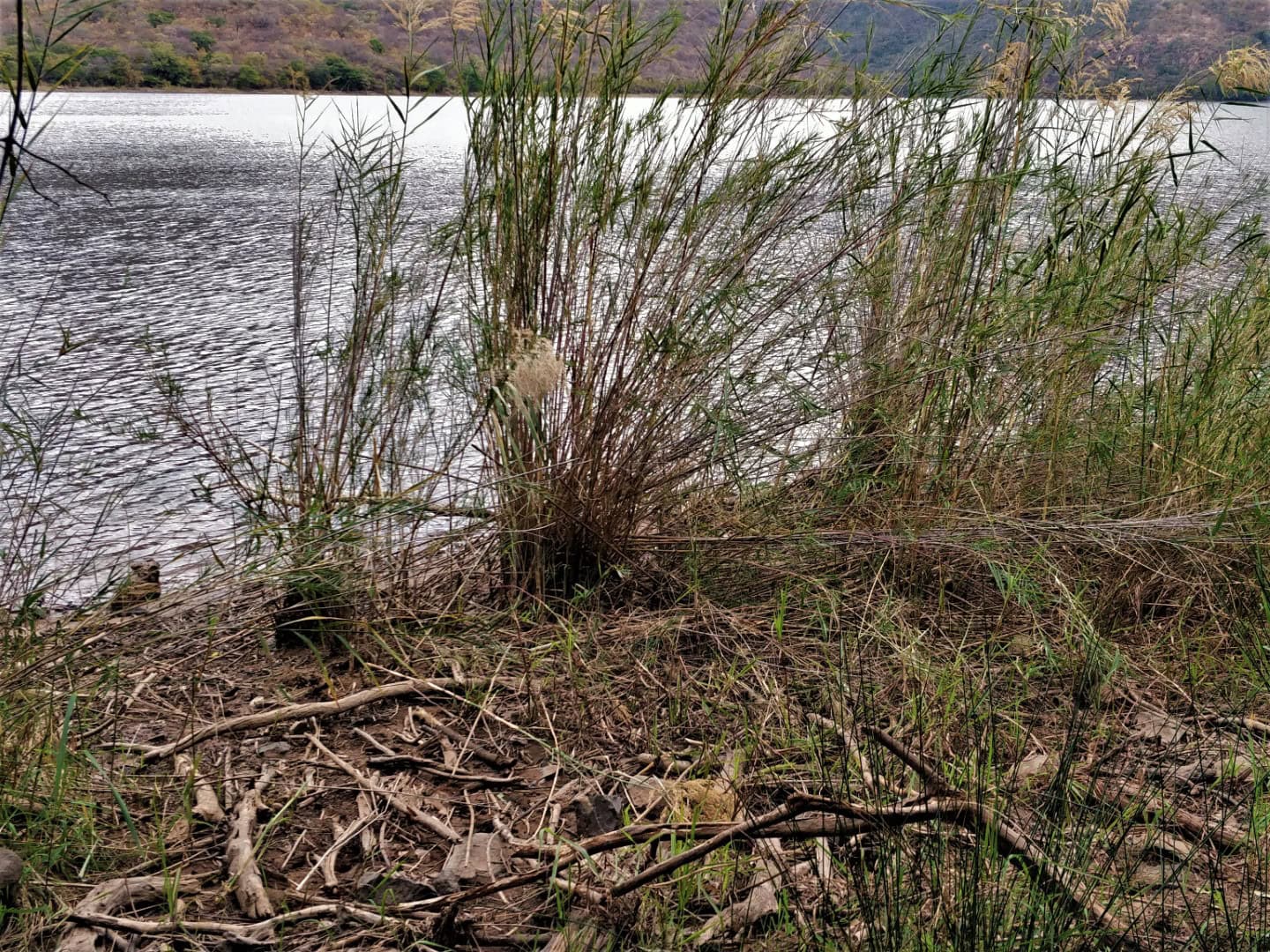 Hippo Trail Hike Guide - The Scribs and Nibs