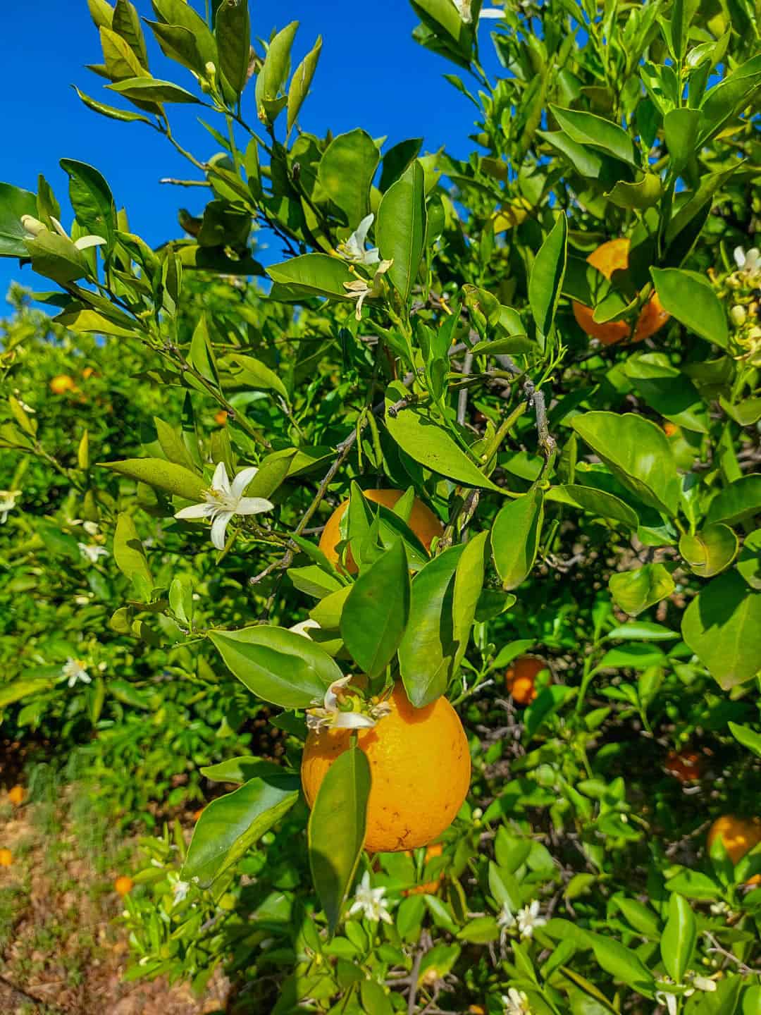 Almost Orange: Tapas, Wine, and Gin - The Scribs and Nibs