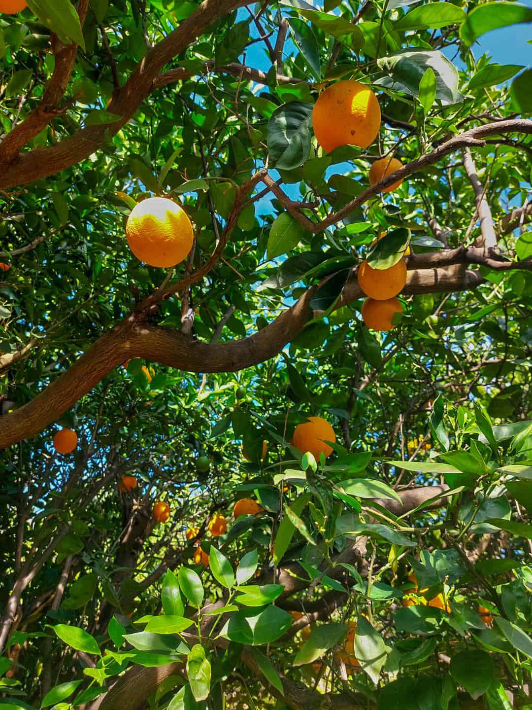 Almost Orange: Tapas, Wine, and Gin - The Scribs and Nibs